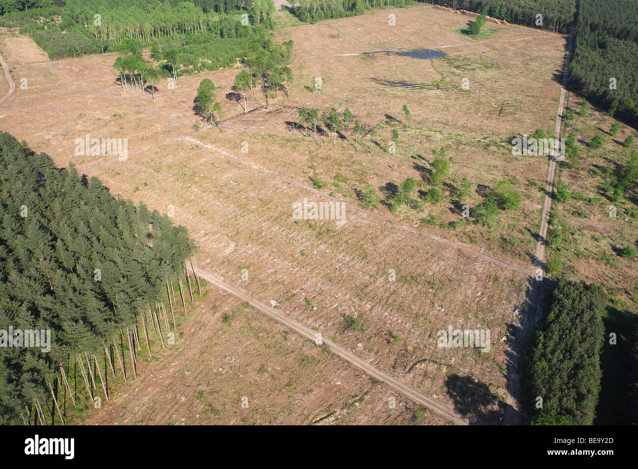 Deforestation of pine forest, forest transformation and development of ...