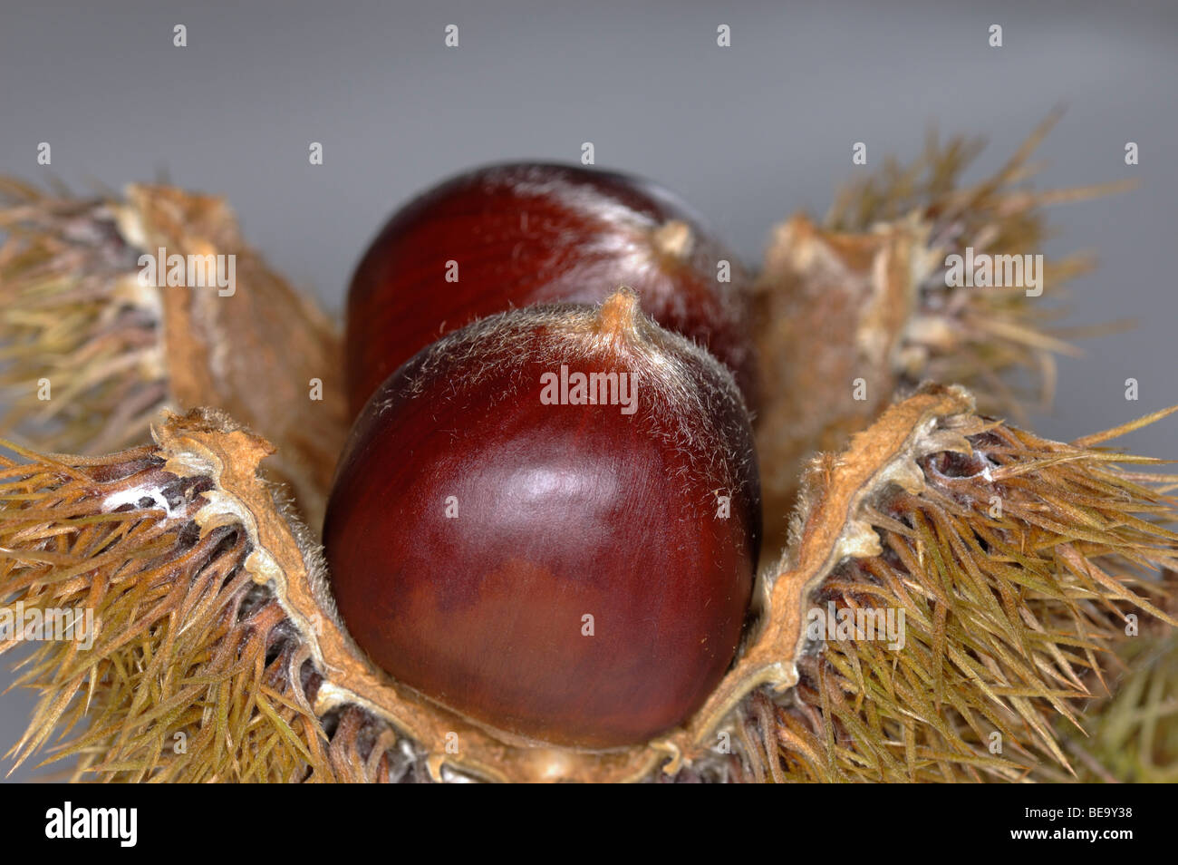 Chestnut in its burr hi-res stock photography and images - Alamy