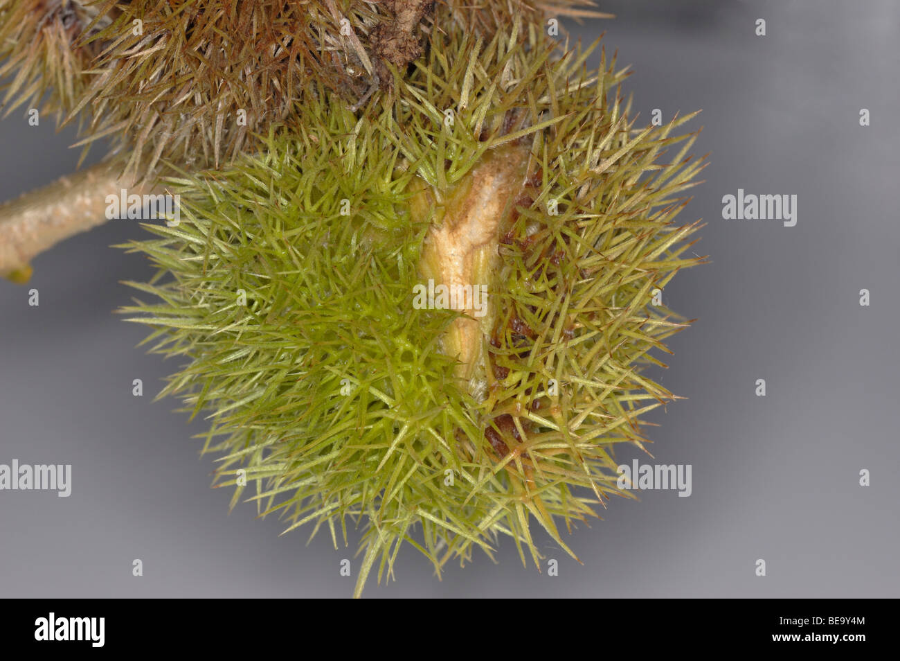 Chestnut burrs hi-res stock photography and images - Alamy
