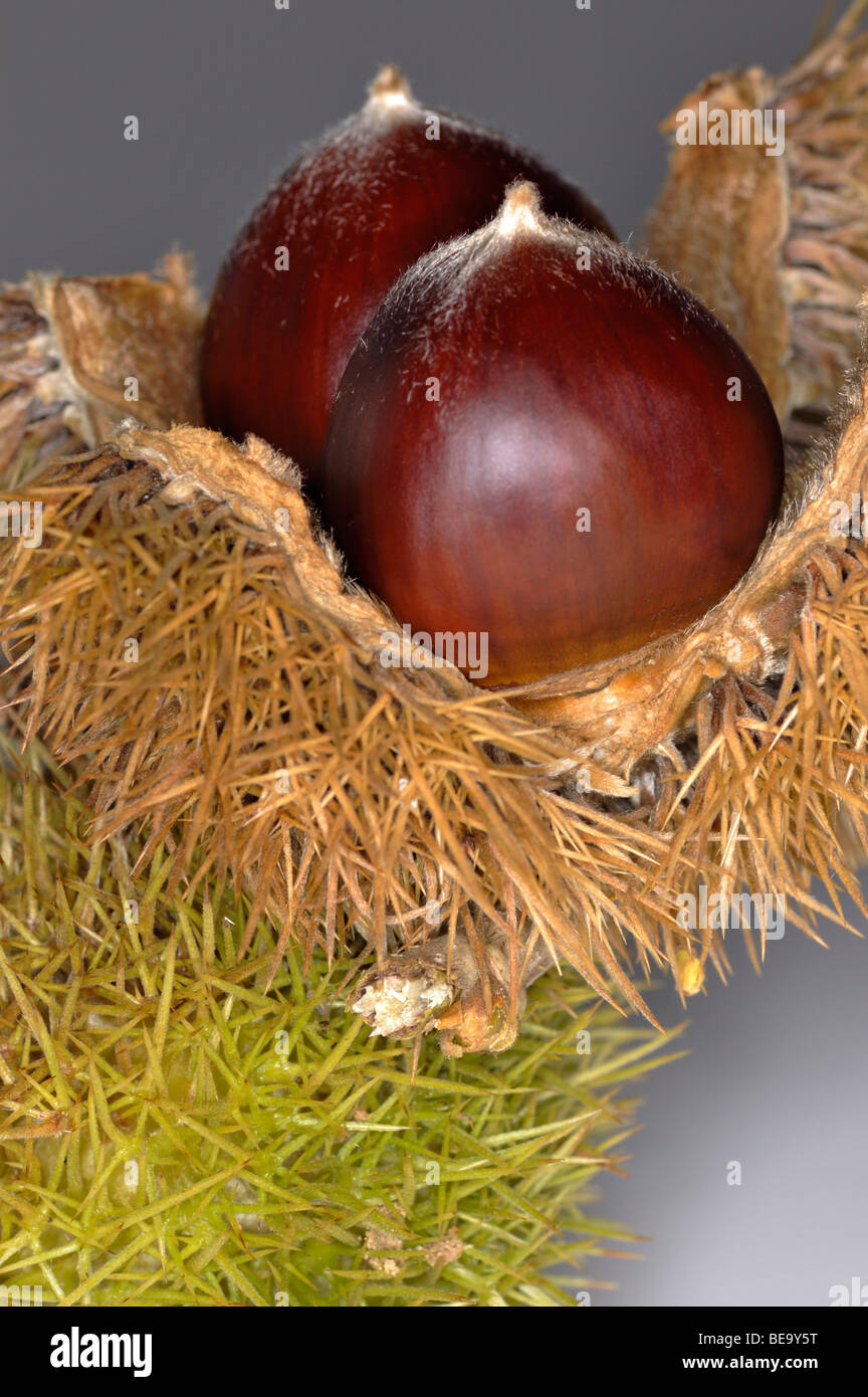 Chestnuts burr hi-res stock photography and images - Alamy