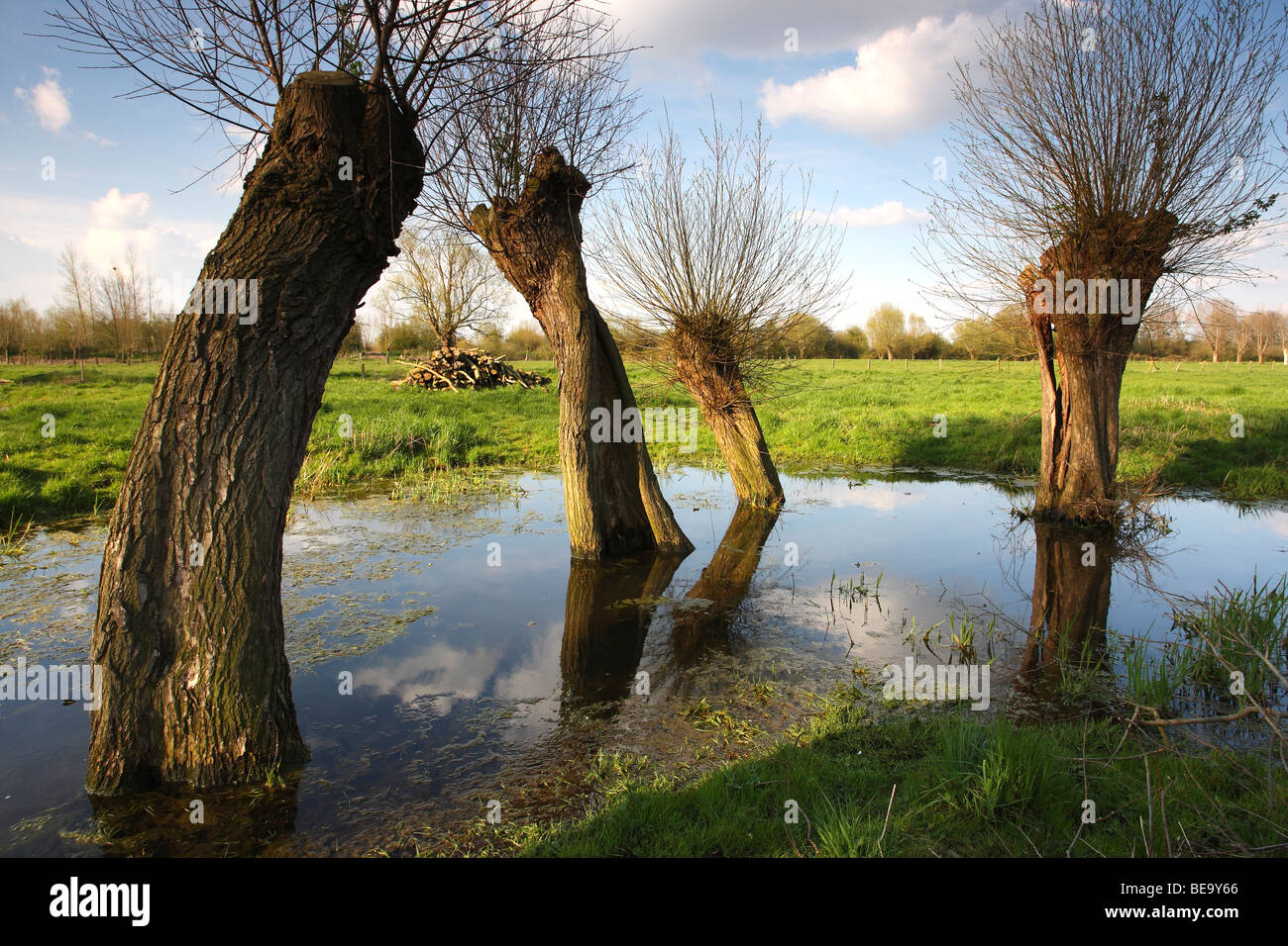 Row of willow trees salix sp in pond hi-res stock photography and ...