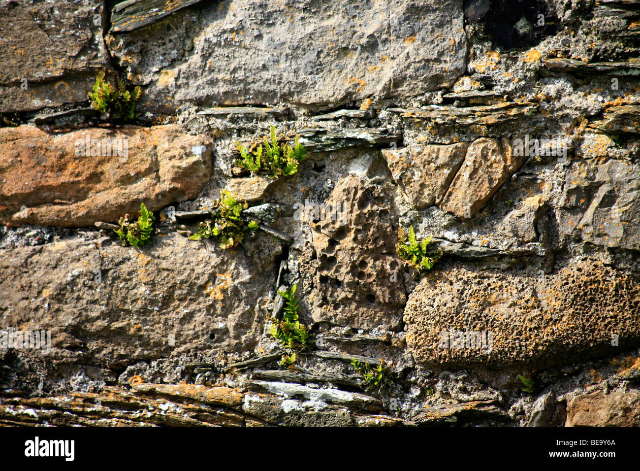Ancient and pitted stone wall with ferns Stock Photo - Alamy