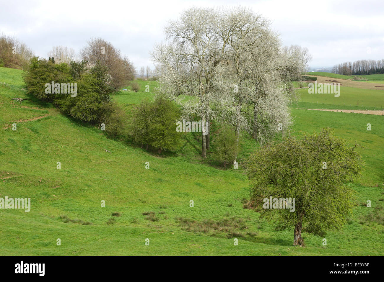 Bocage landscape with hedges and trees, Scherpenberg, Belgium Stock ...