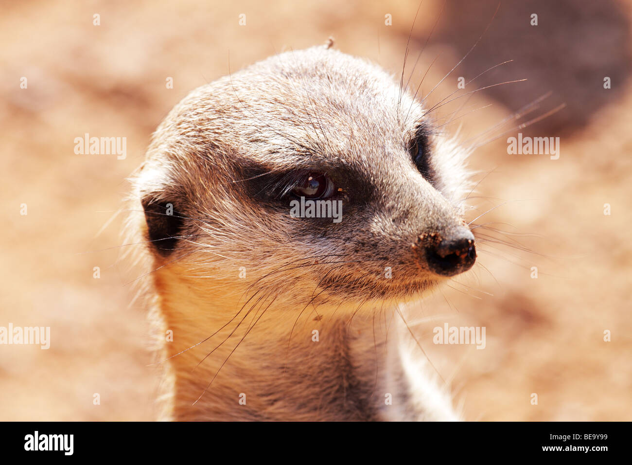 Simples Stock Photos & Simples Stock Images - Alamy