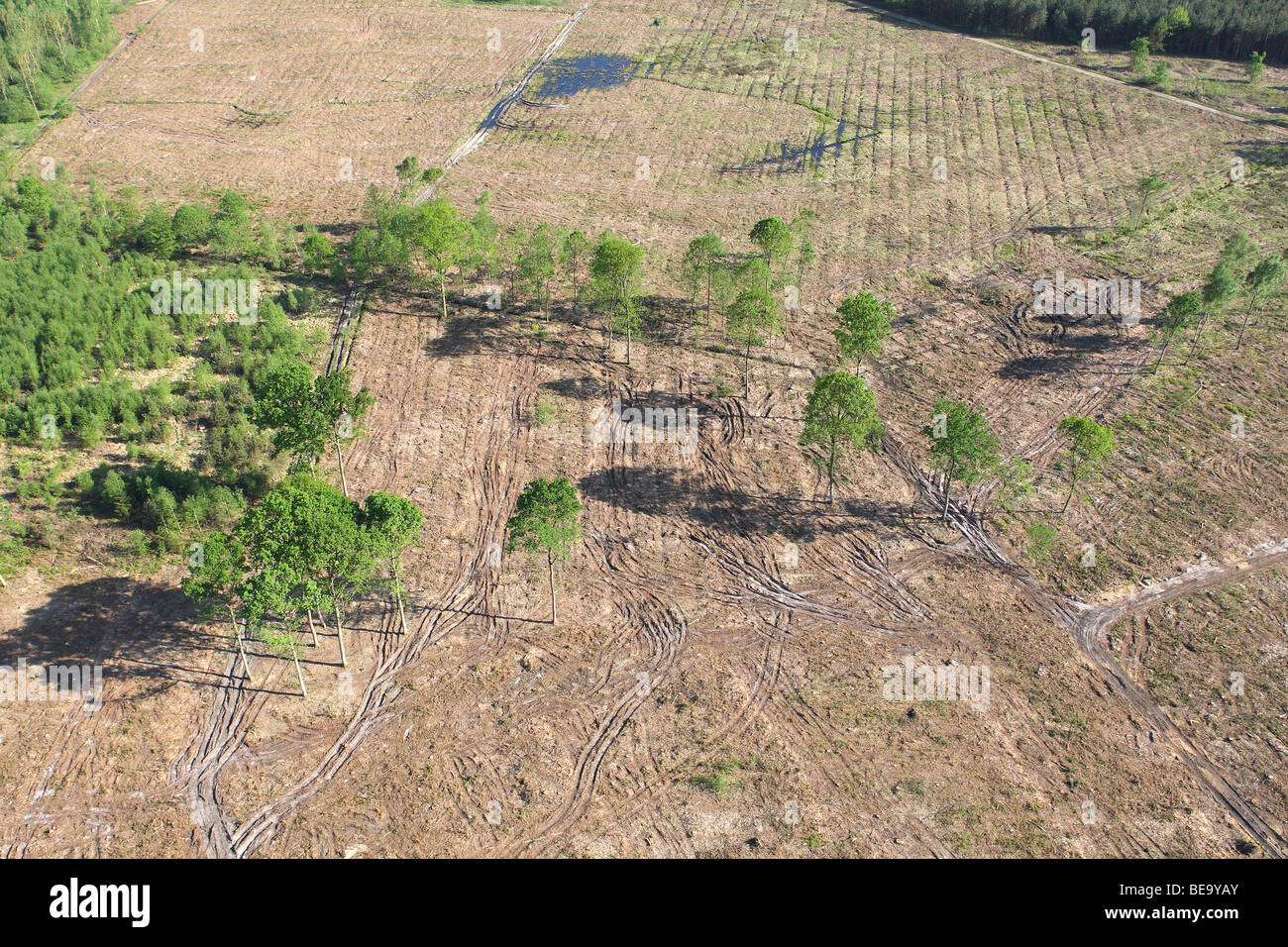 Deforestation of pine forest, forest transformation and development of ...