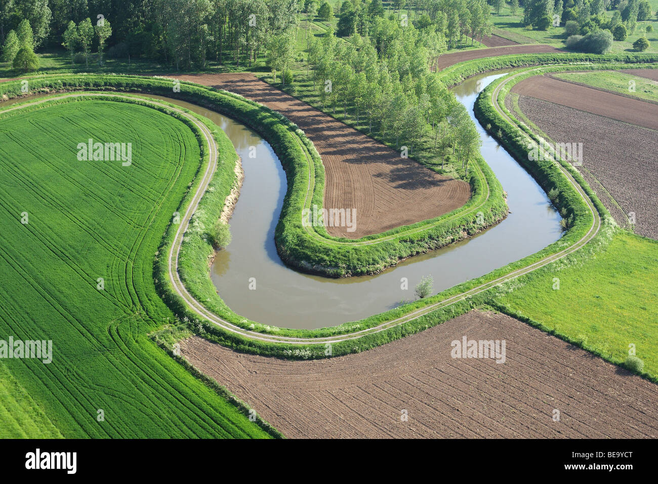 Curling river Demer with Poplars (Populus sp.), valley of Demer ...