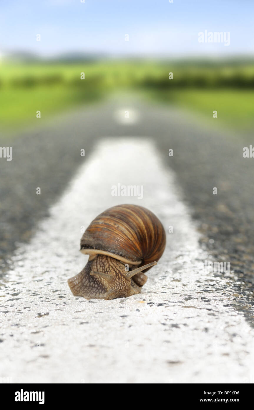 Snail crawling on a highway through the countryside Stock Photo - Alamy