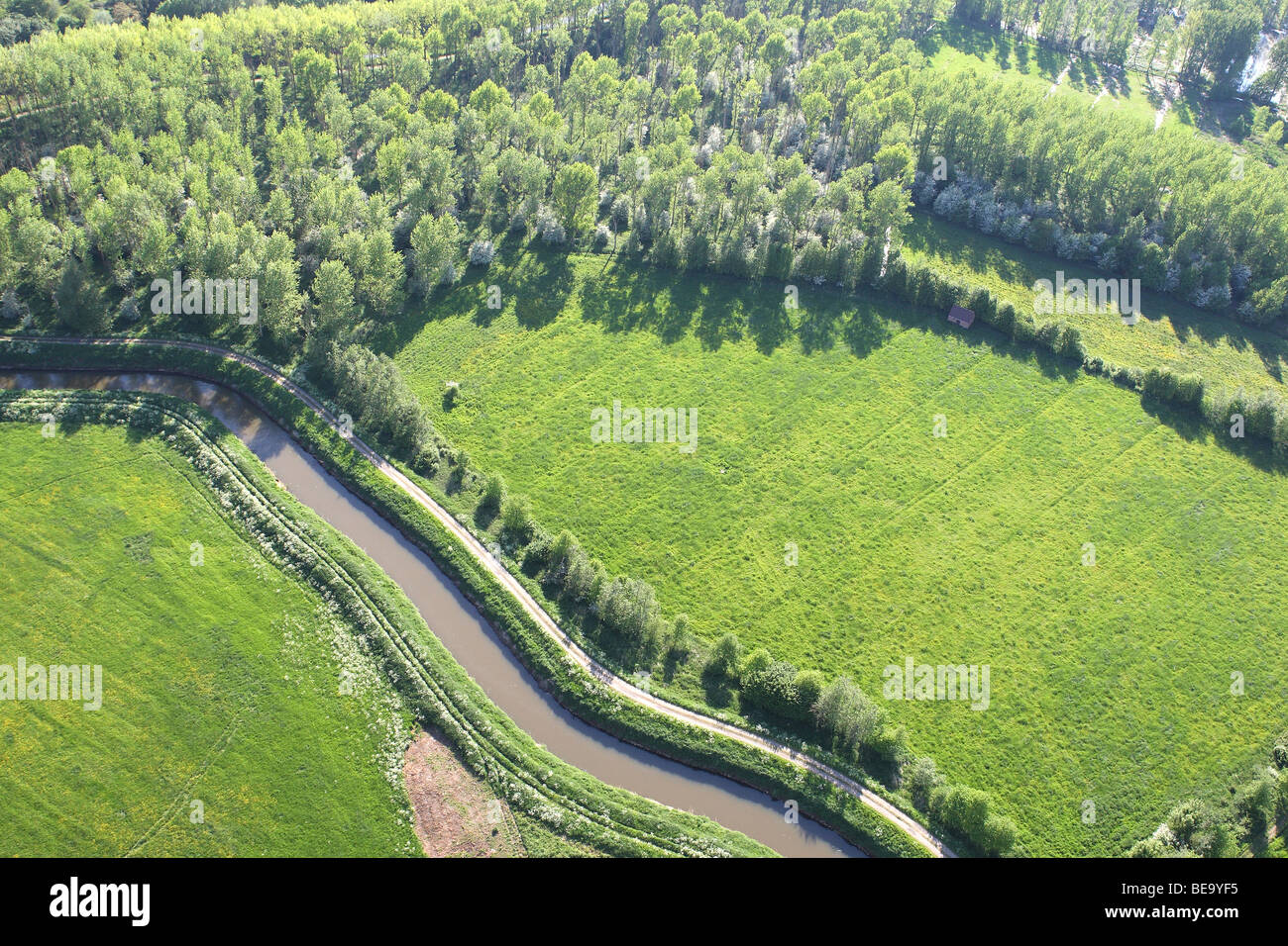 Curling river Demer with Poplars (Populus sp.), valley of Demer ...