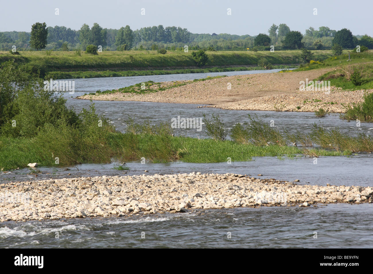 Natuurontwikkeling langs rivier De Maas, Belgi Nature development along ...