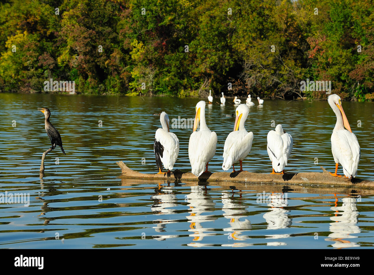 American white pelican birds at White Rock Lake, Dallas, Texas Stock ...