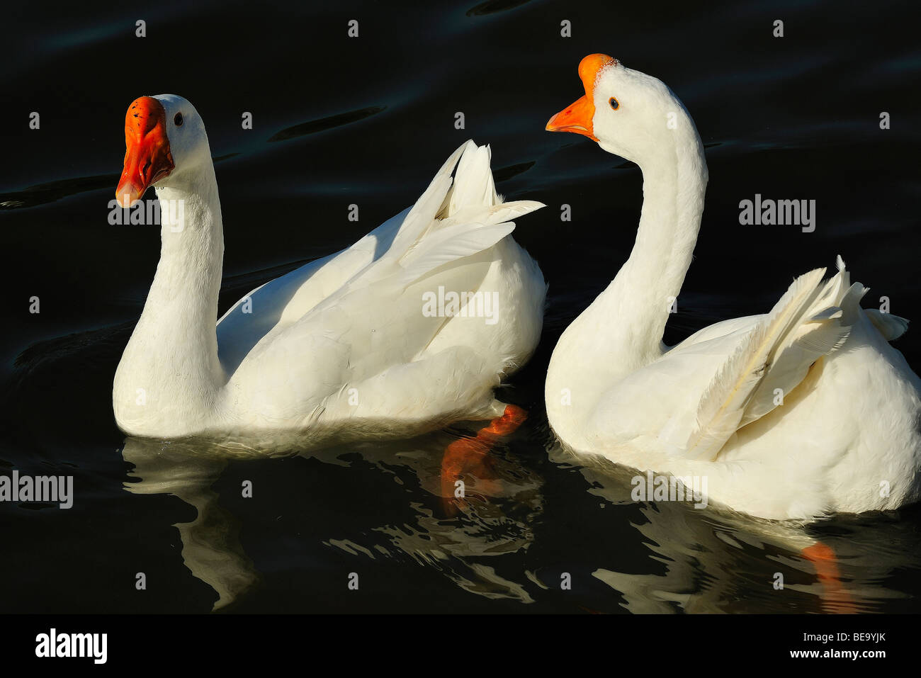White geese bird at White Rock Lake, Dallas, Texas Stock Photo - Alamy