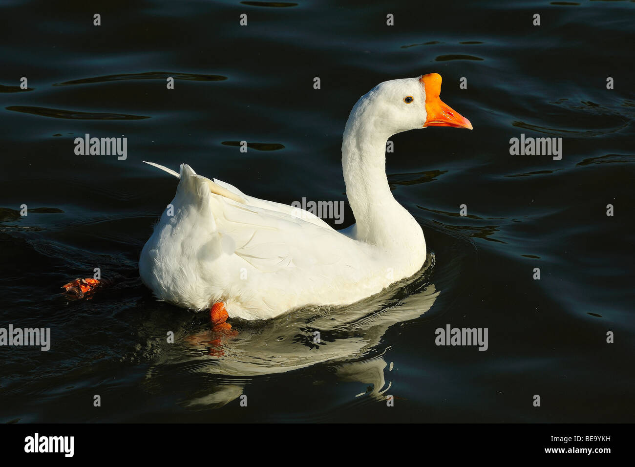 White goose bird at White Rock Lake, Dallas, Texas Stock Photo - Alamy