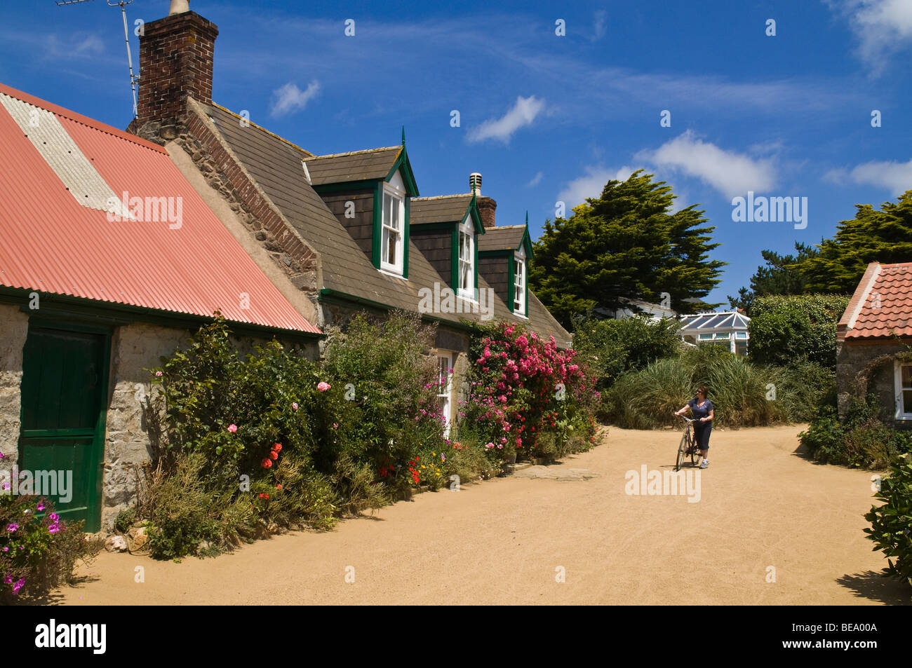dh LITTLE SARK SARK ISLAND Tourist riding bicycles in country lane and ...