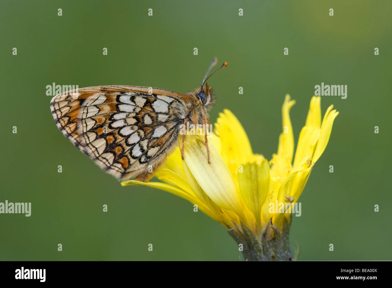 Bosparelmoervlinder; Heath Fritillary Stock Photo - Alamy