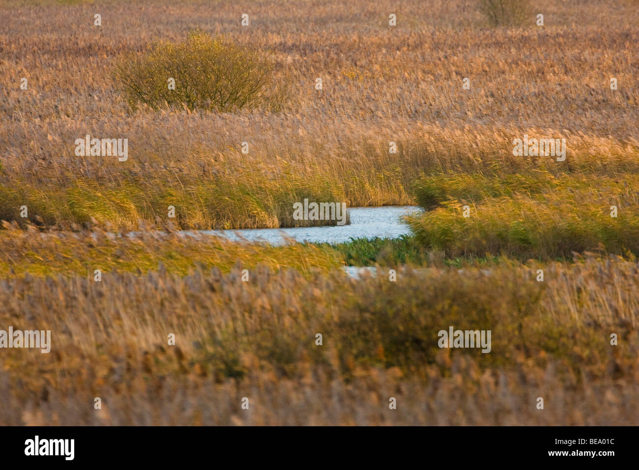 Willows in reed marshland and creek. Ruben Smit Digital Image ...