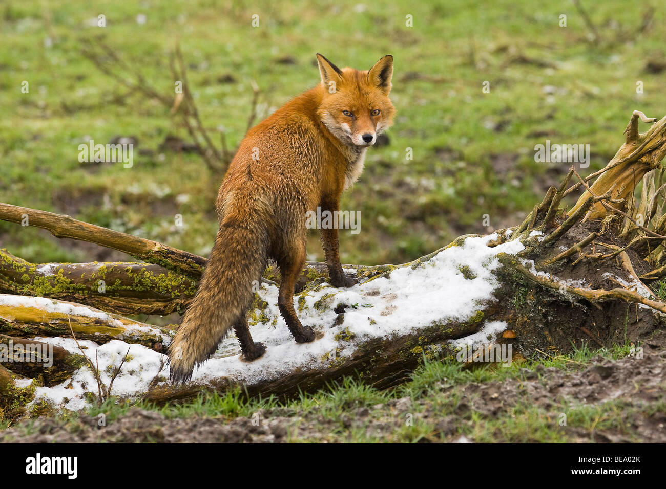 Red fox foraging hi-res stock photography and images - Alamy