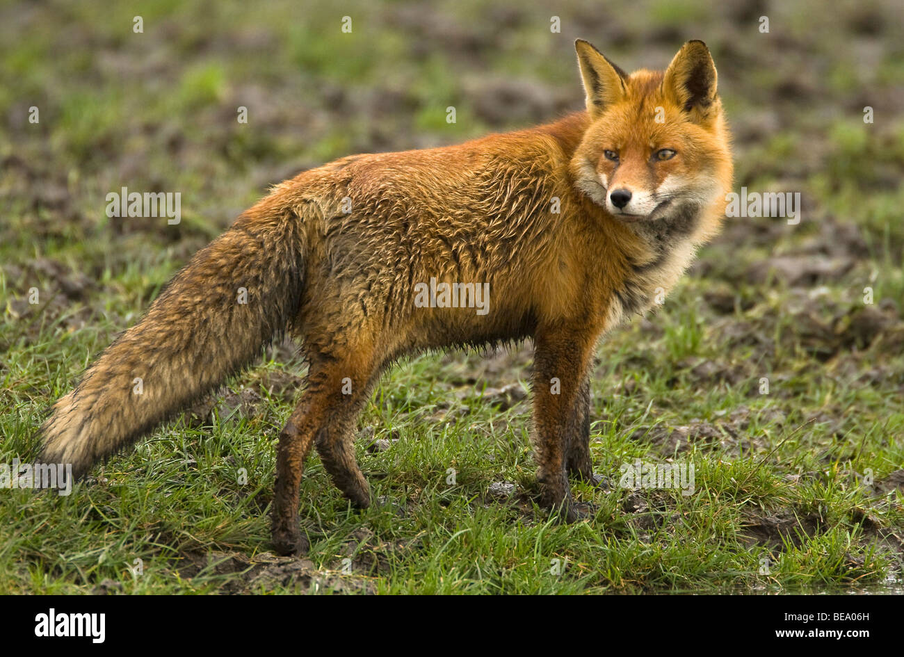 Red fox on look out and marking territory Stock Photo - Alamy