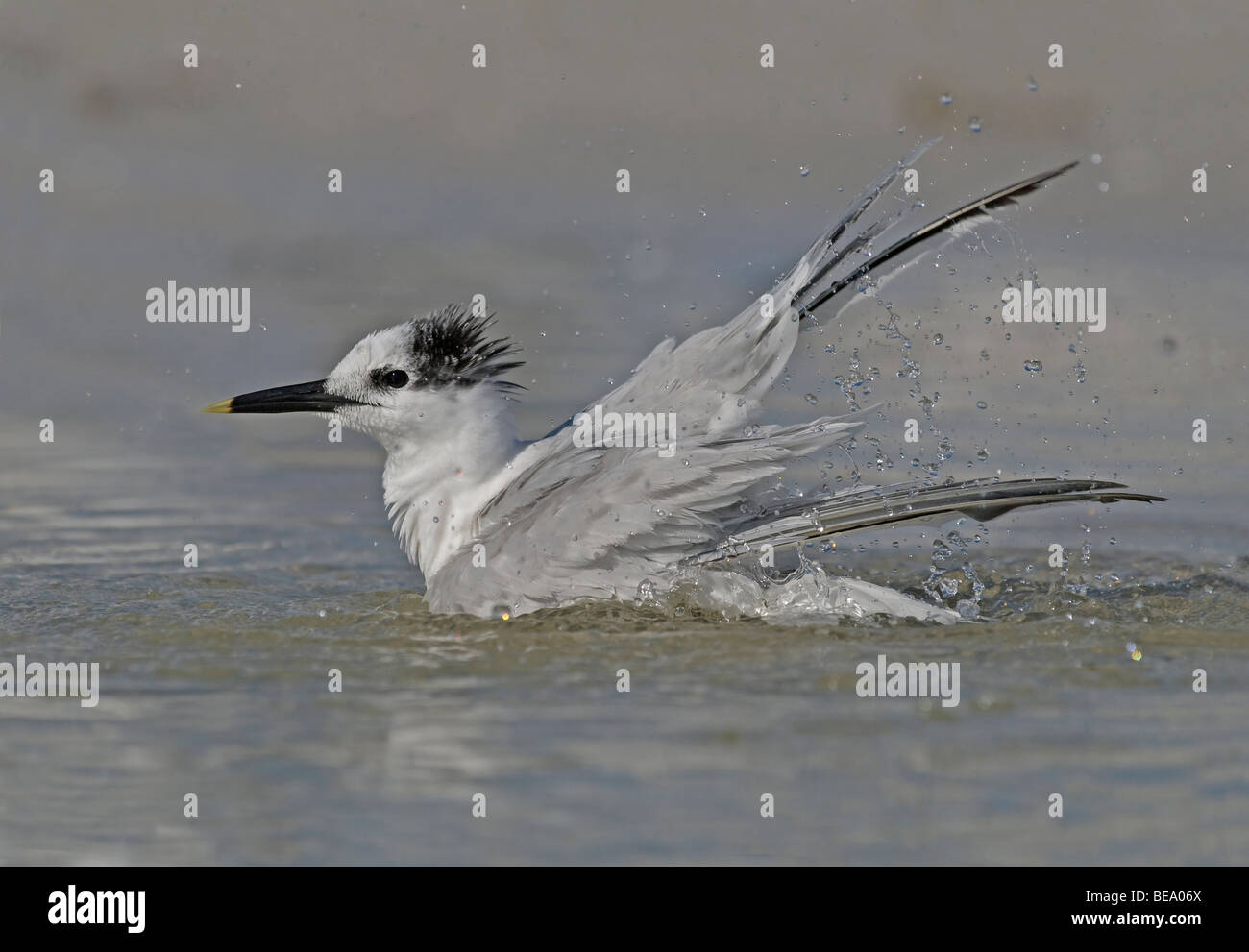 Badende Grote stern ;Sandwich tern taking a bath; Sterna sandvicensis ...