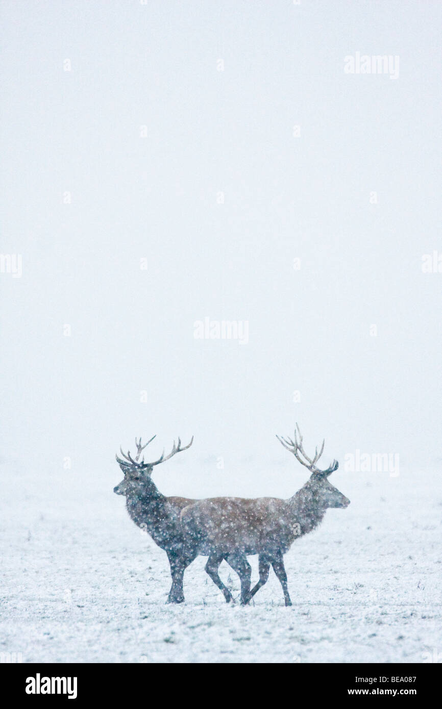 Endless snow hi-res stock photography and images - Alamy