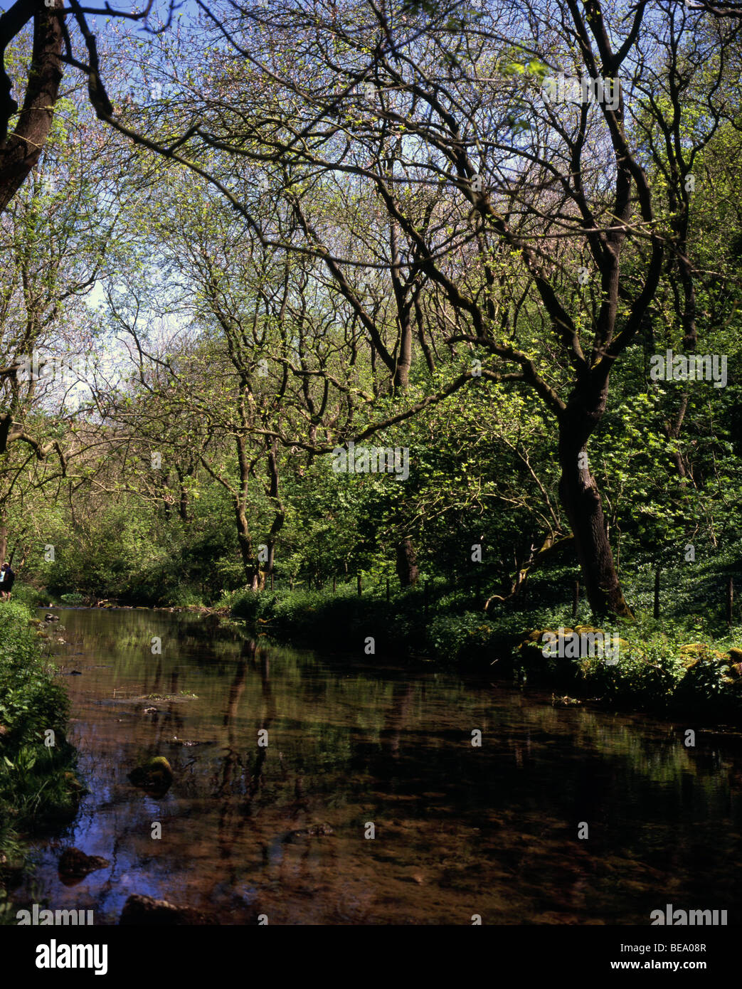 The River Lathkill Lathkill Dale Derbyshire England Stock Photo - Alamy