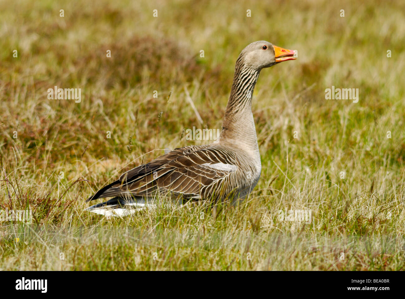 Greylag Goose, Fetlar, Shetland Islands, Scotland Stock Photo - Alamy