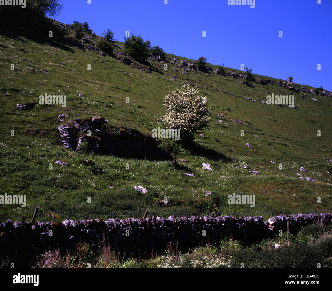 The River Lathkill Lathkill Dale Derbyshire England Stock Photo - Alamy
