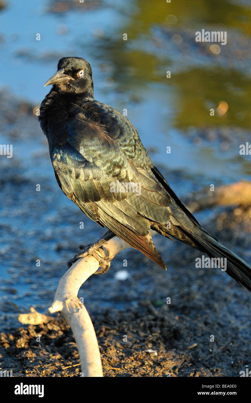 Common raven bird at White Rock Lake, Dallas, Texas Stock Photo - Alamy