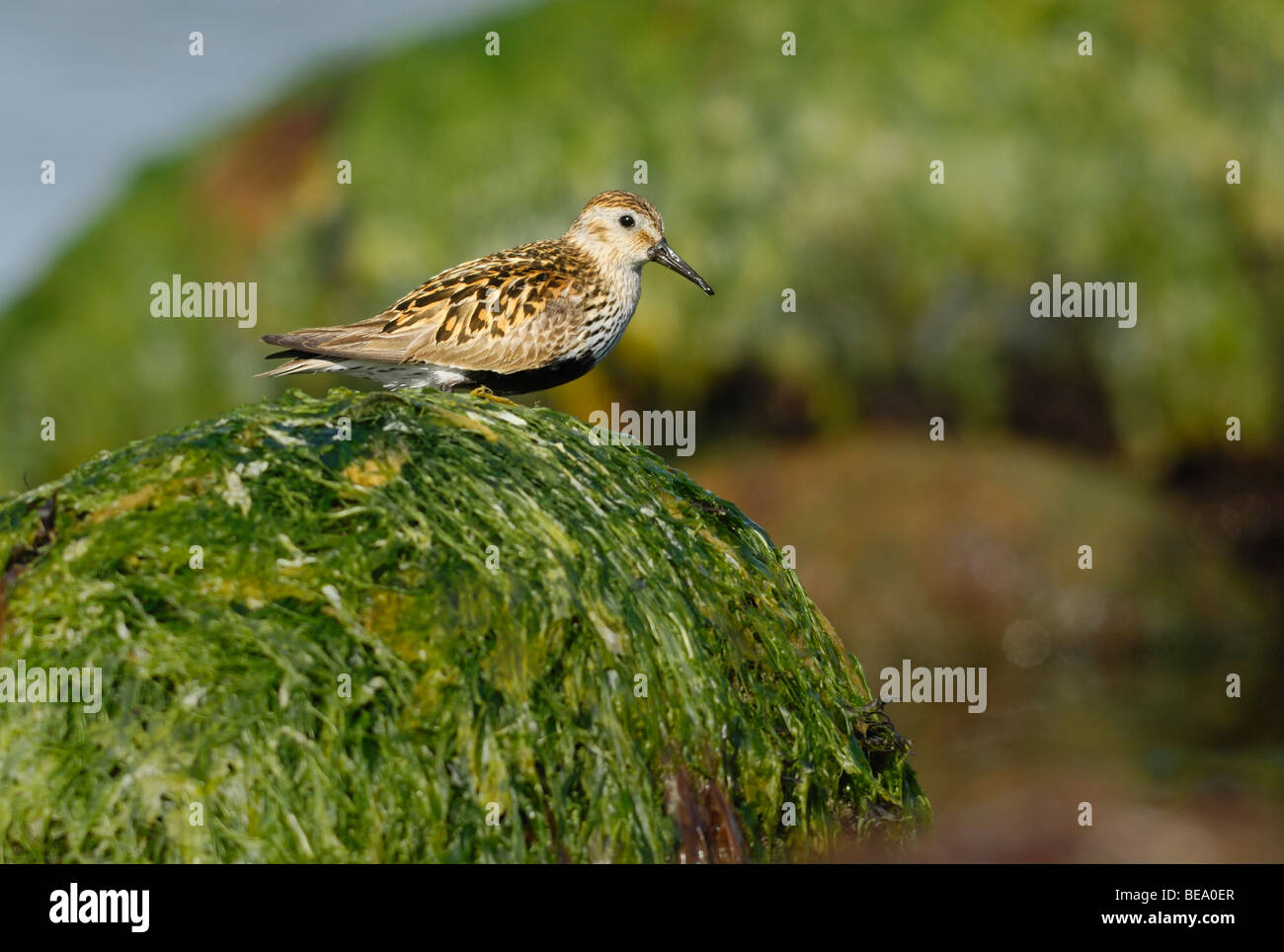 Dunlin in breeding plumage, Fetlar, Shetland Islands, Scotland Stock ...