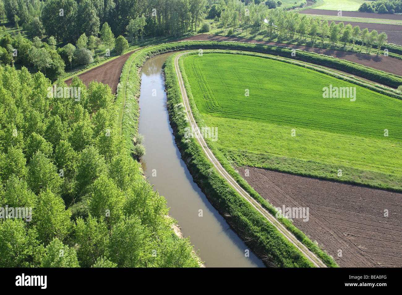 Curling river Demer with Poplars (Populus sp.), valley of Demer ...