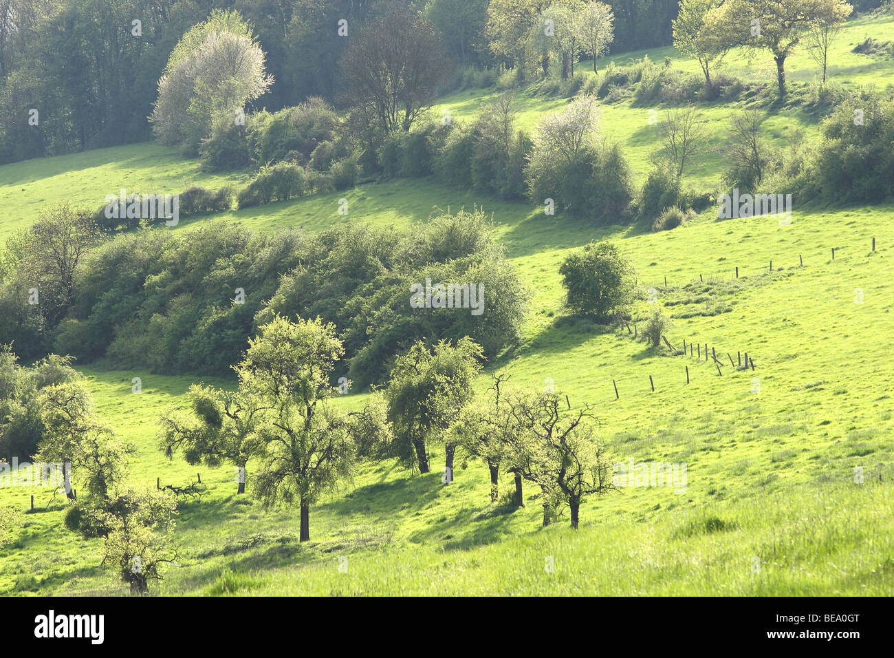 Bocagelandschap met hagen en bomen, Voeren, Belgi Bocage landscape with ...