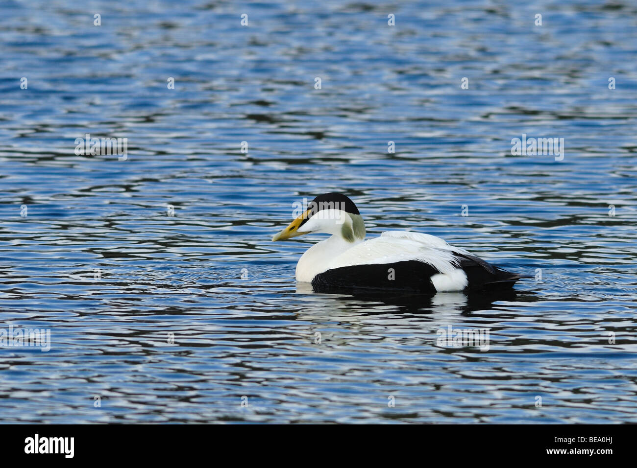 Eider drake, Fetlar, Shetland Islands, Scotland Stock Photo - Alamy