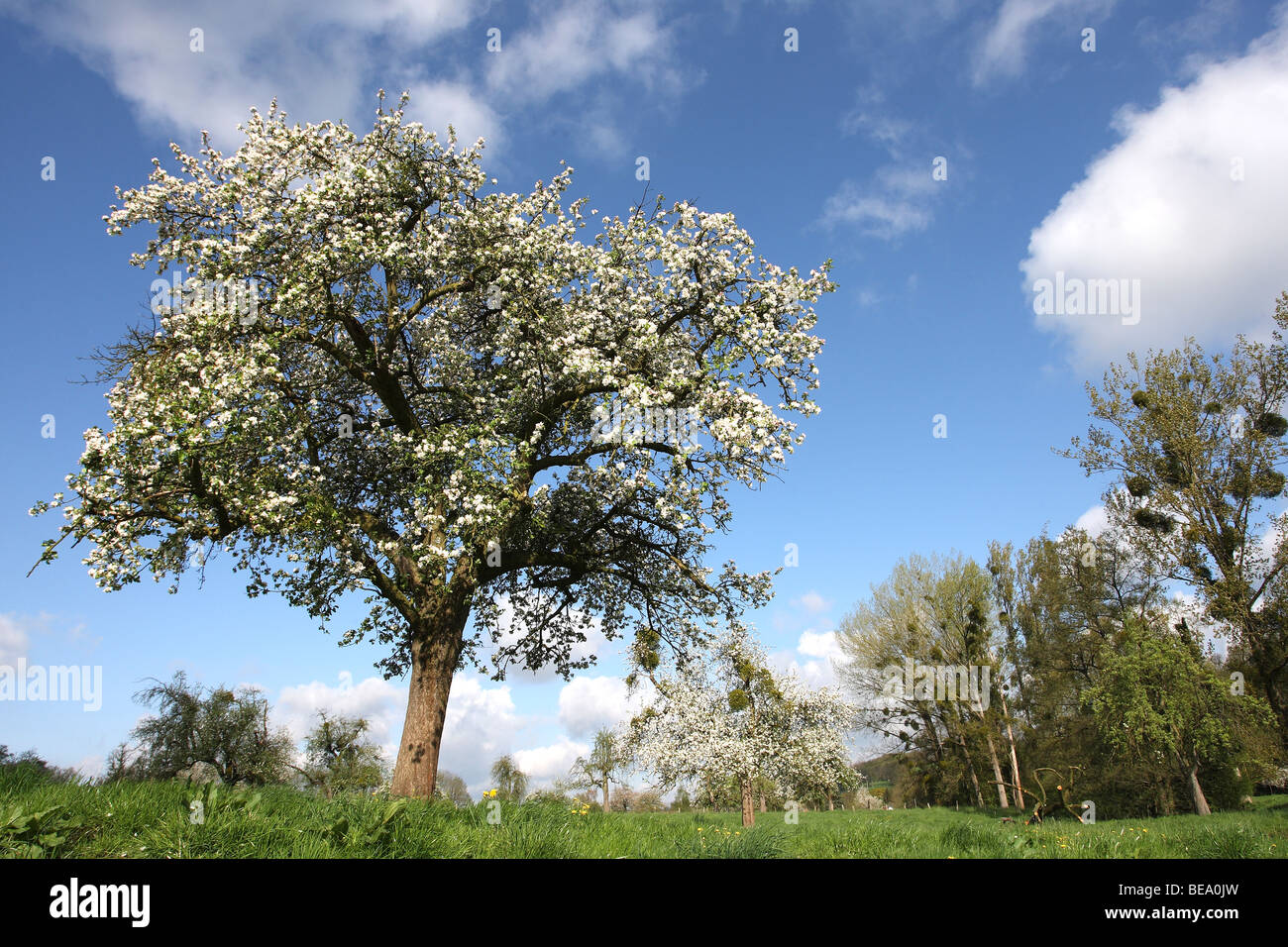 Boomgaard High Resolution Stock Photography and Images - Alamy