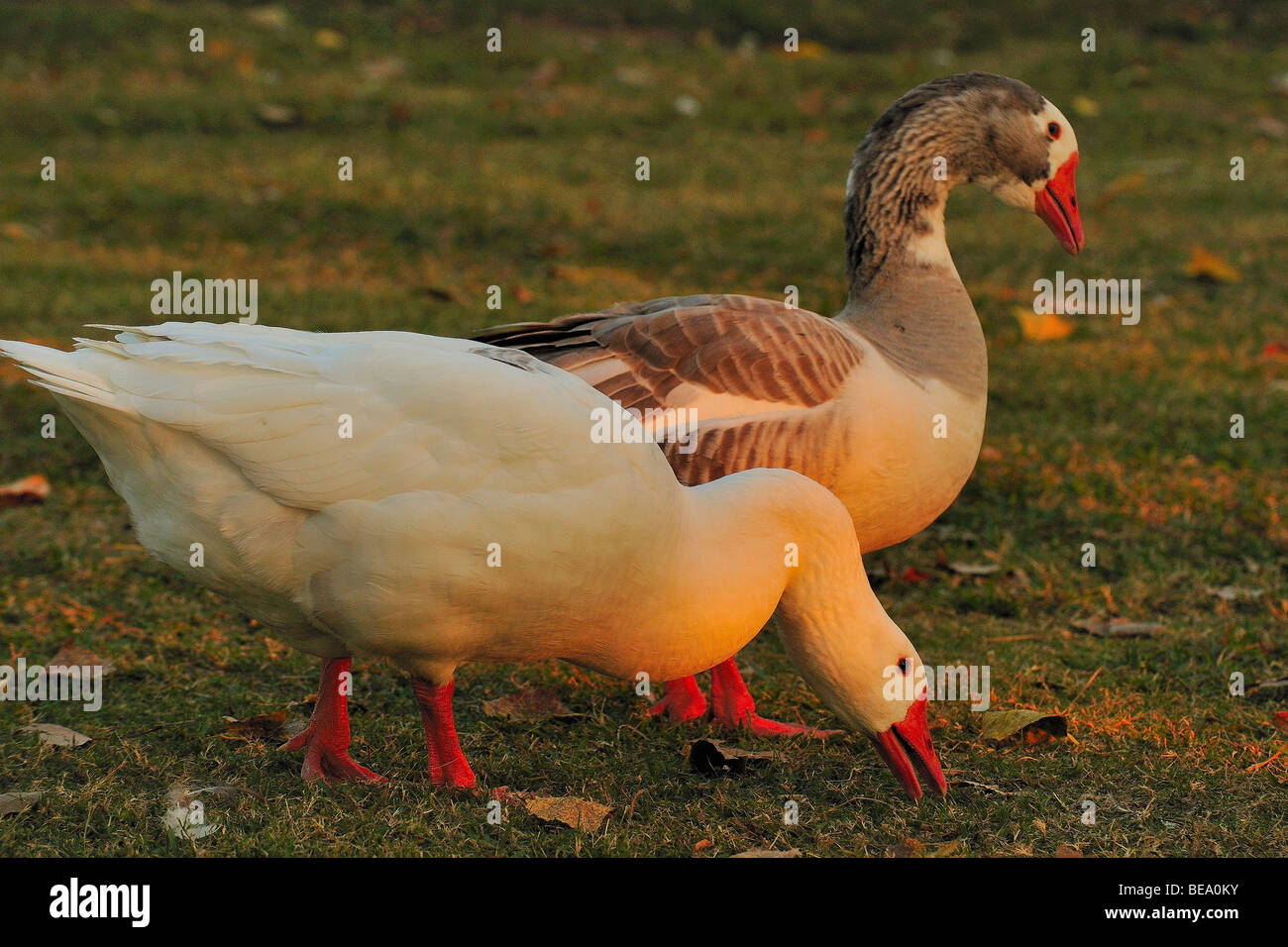 Snow goose morph adult at White Rock Lake, Dallas, Texas Stock Photo ...