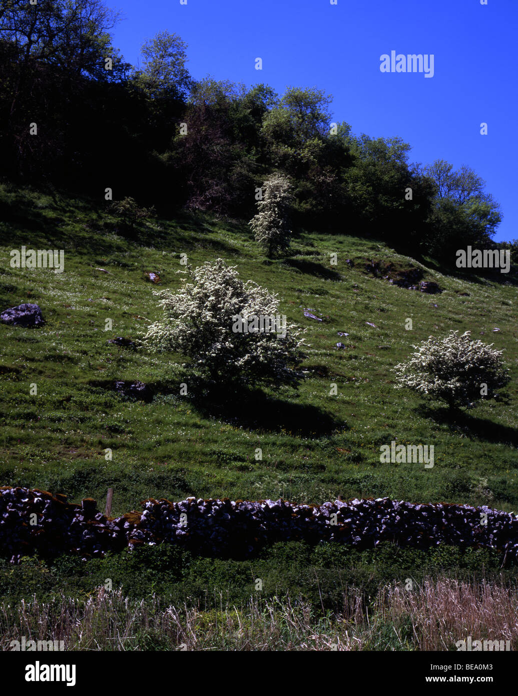 Hawthorn Trees in flower Lathkill Dale Derbyshire England Stock Photo ...