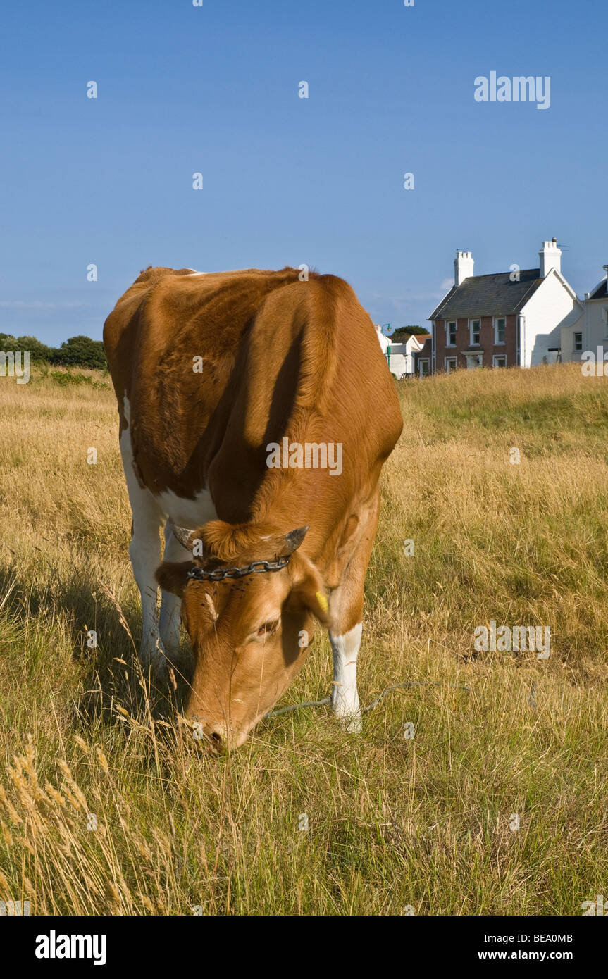 Dh guernsey cow animal guernsey hi-res stock photography and images - Alamy