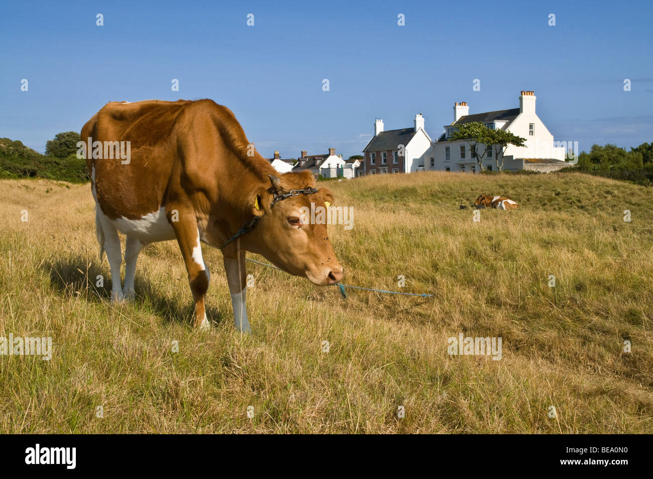 dh Guernsey cow ANIMAL GUERNSEY Tethered Guernsey cow field dairy milk ...
