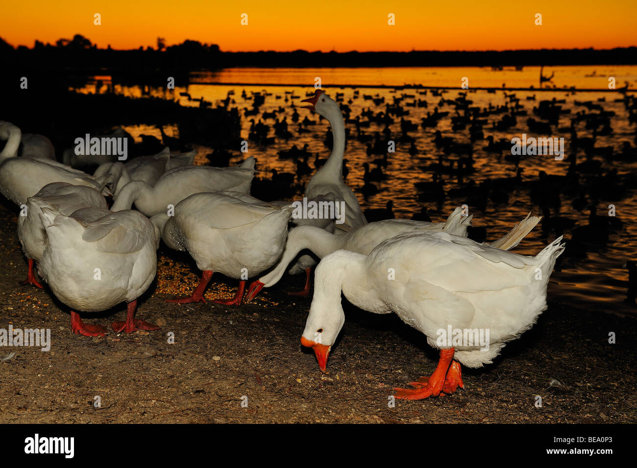 White Goose birds at White Rock Lake, Dallas, Texas Stock Photo - Alamy