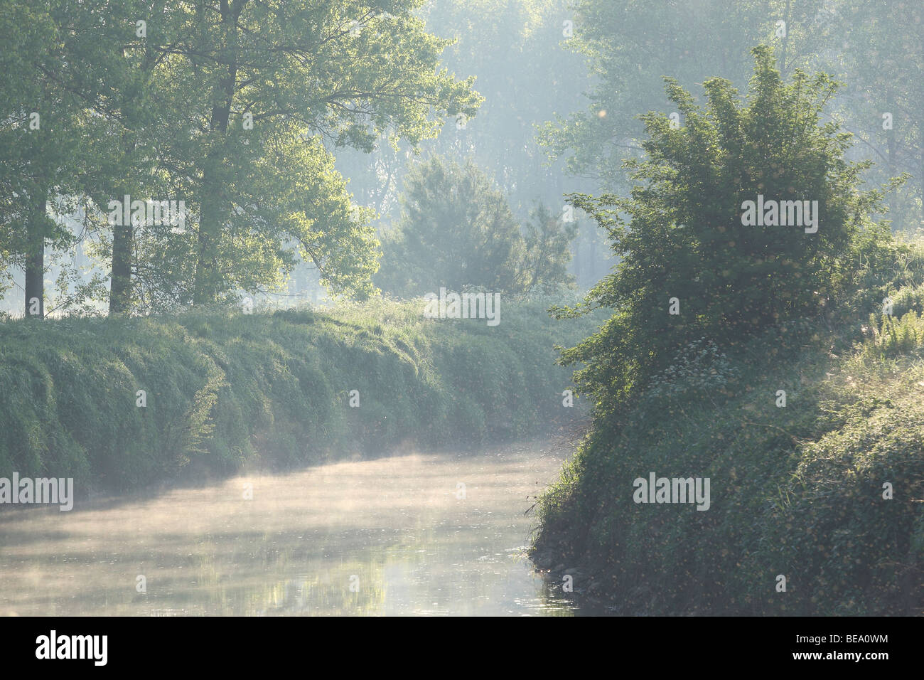 River Demer with Poplars (Populus sp.) on a misty morning, nature ...