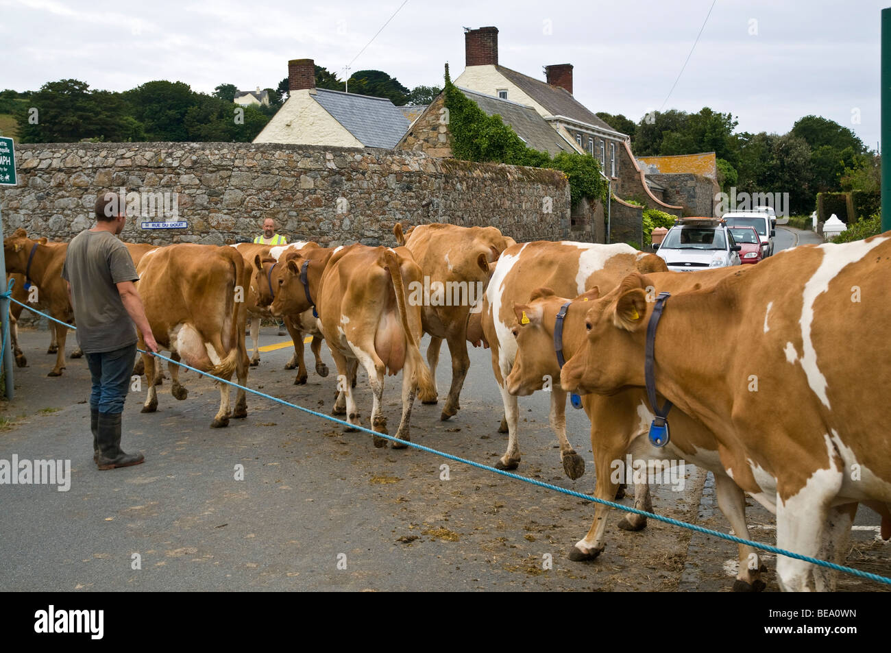 Guernsey Cattle High Resolution Stock Photography and Images - Alamy