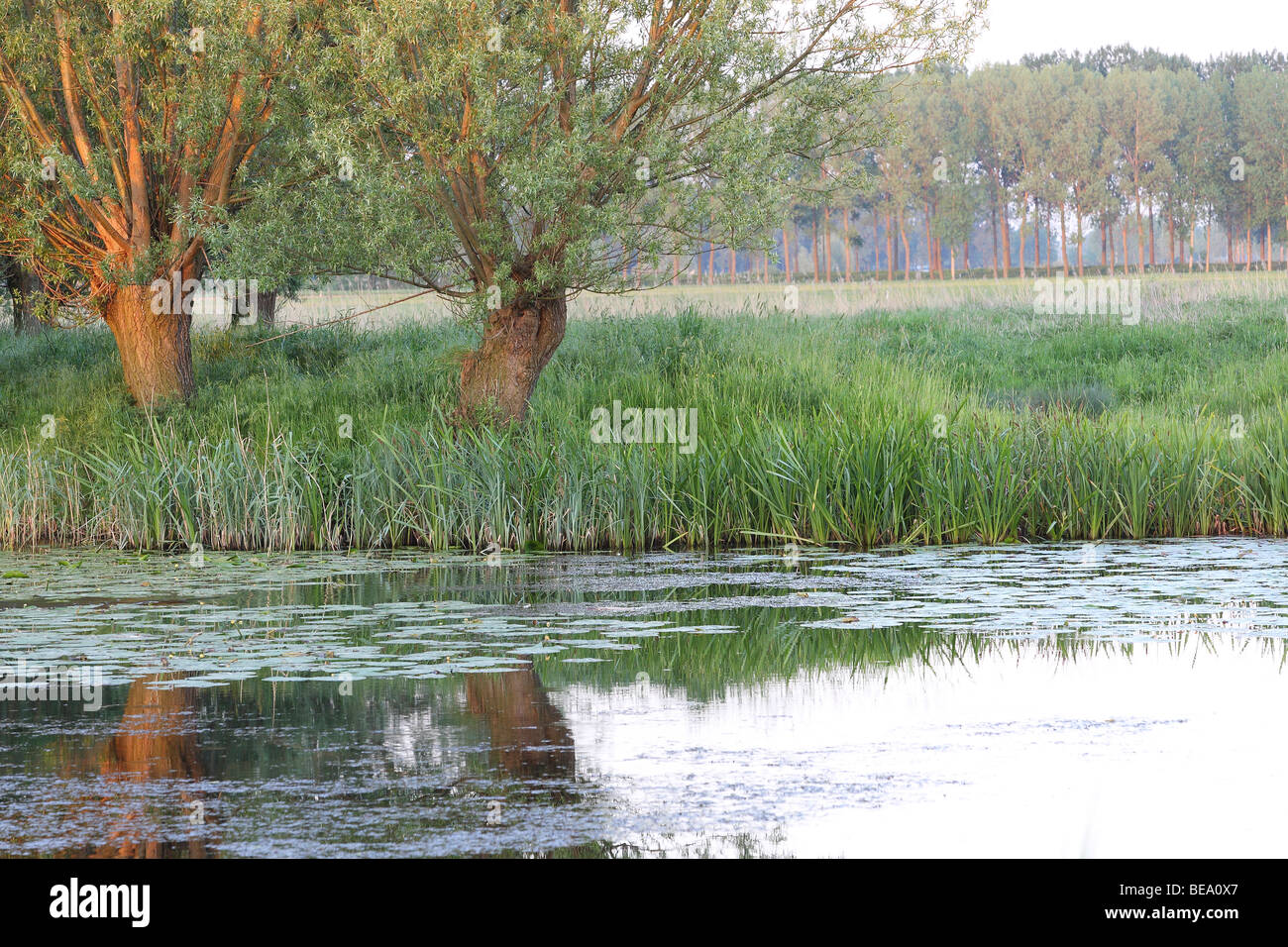 Knotwilgen (Salix sp.) met rietkraag in poel, Belgi Pollard Willows ...