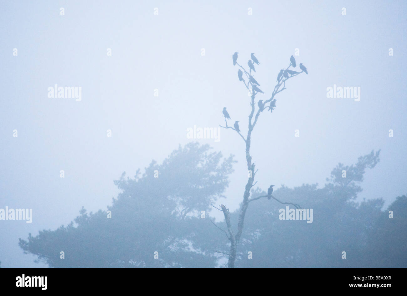 Opvliegende raven in dichte mist. Groups of ravens in thick fog Stock ...