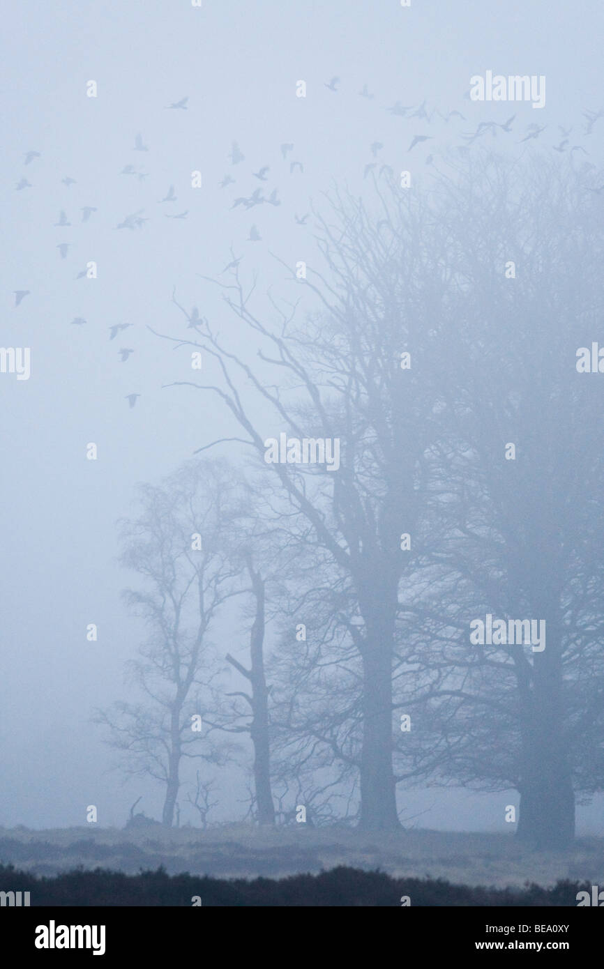 Opvliegende raven in dichte mist. Groups of ravens in thick fog Stock ...