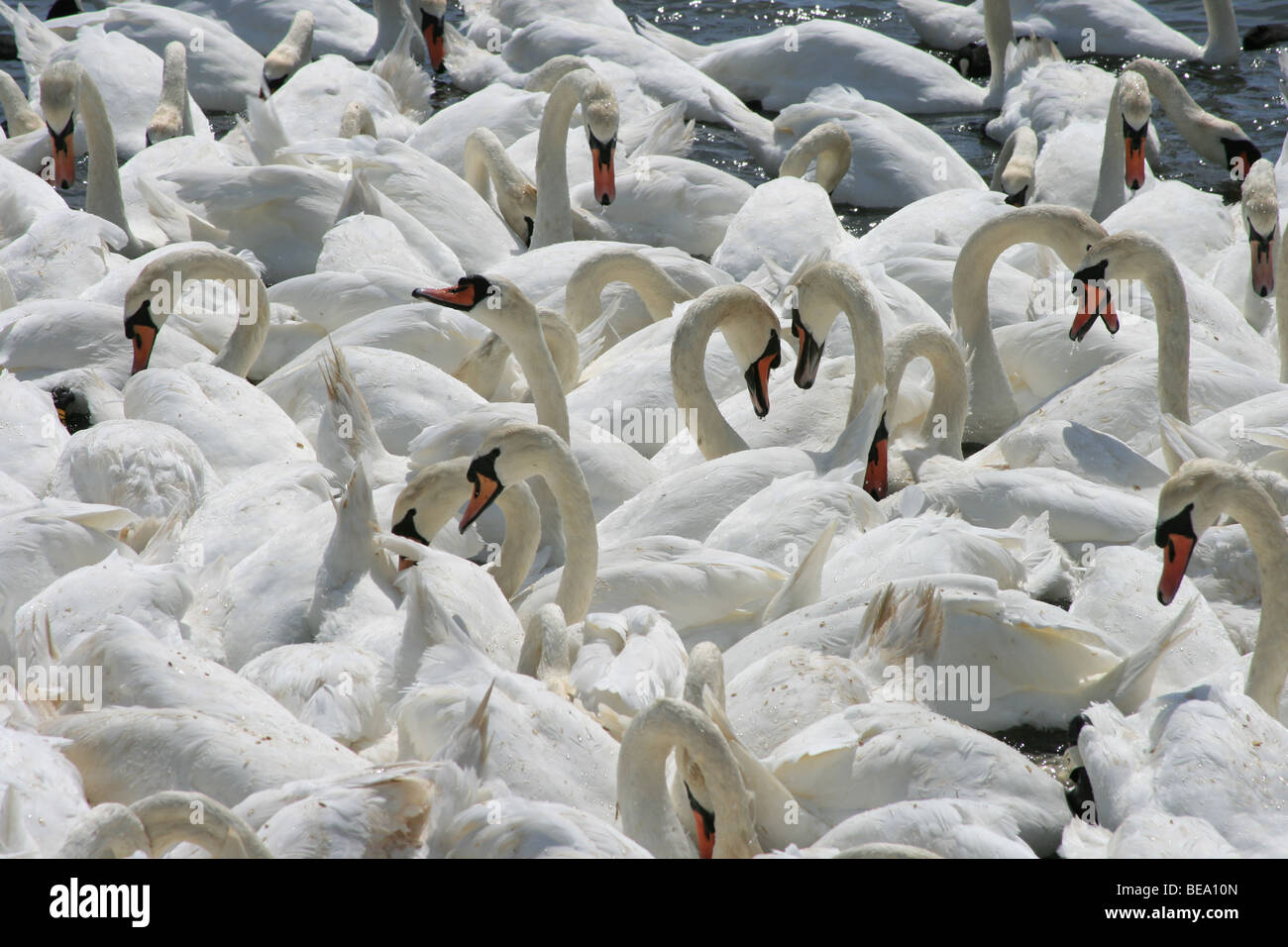 Group of Swans Stock Photo - Alamy