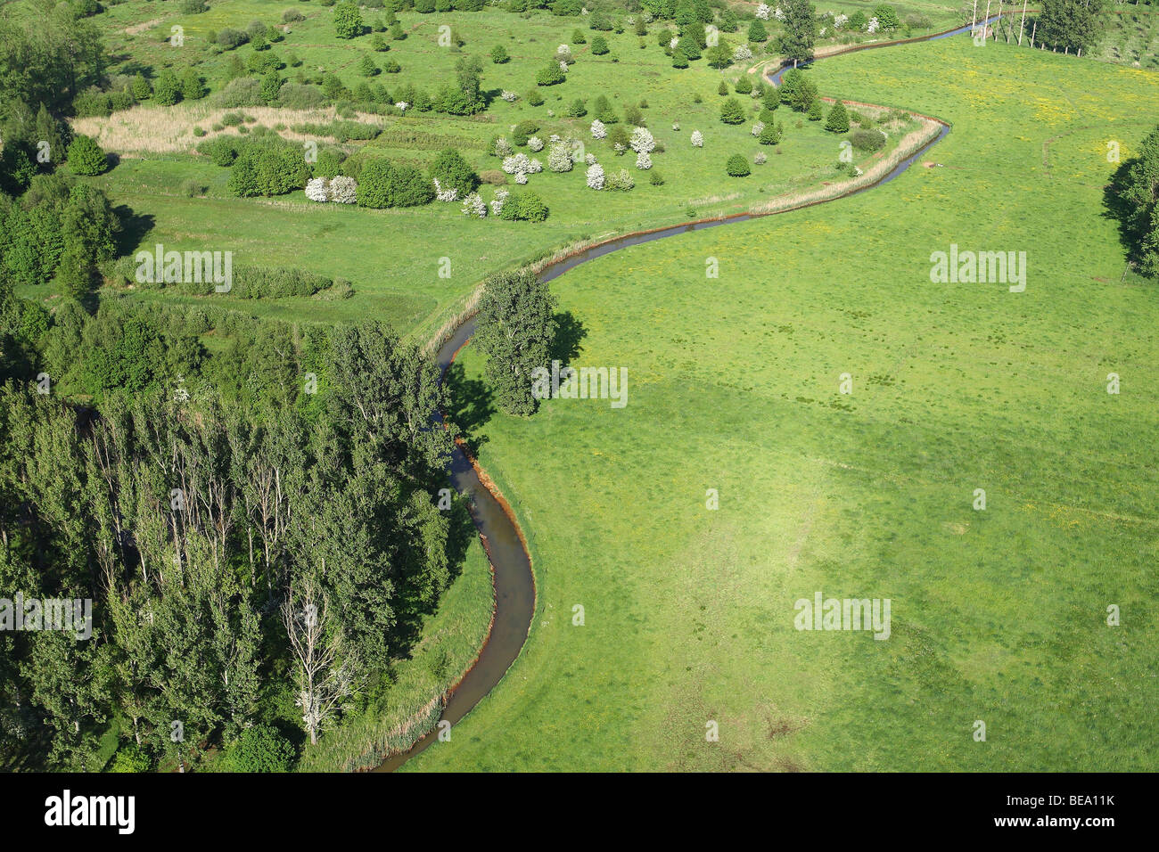 Flowering Hawthorn (Crataegus monogyna) and curling river Demer from ...