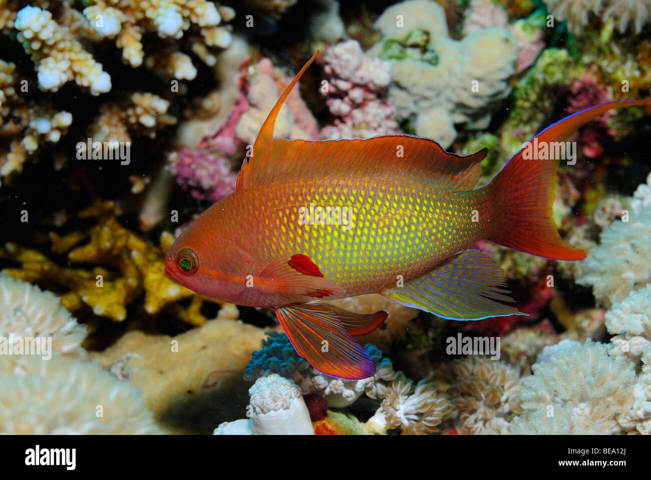 Anthias fish hi-res stock photography and images - Alamy