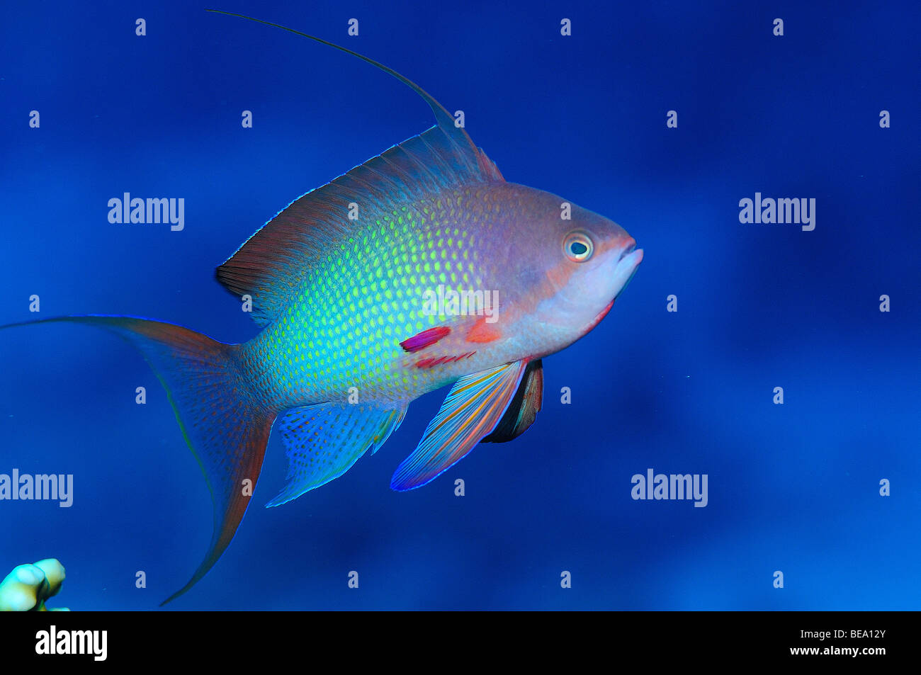 Anthias fish hi-res stock photography and images - Alamy