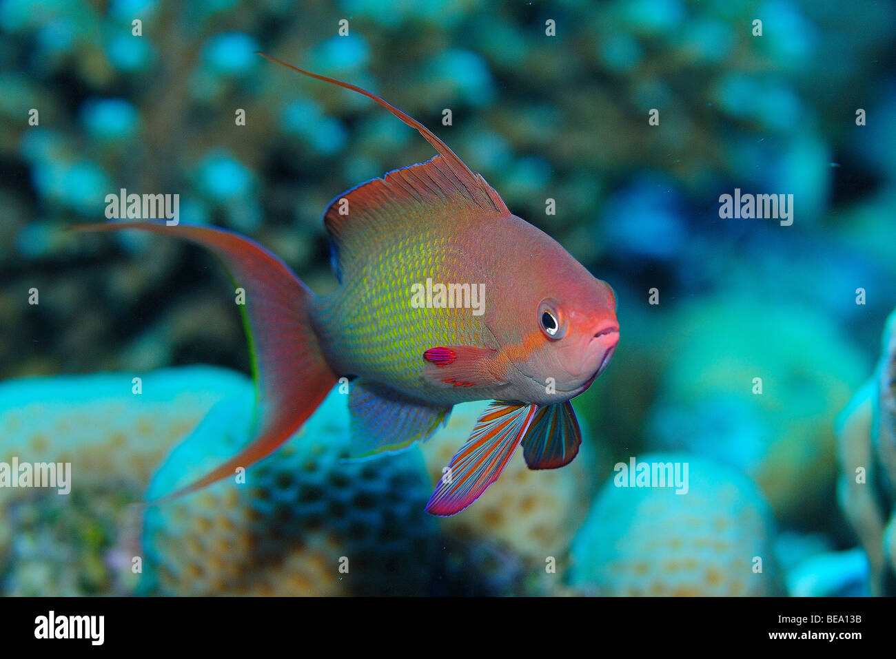 Anthias fish hi-res stock photography and images - Alamy