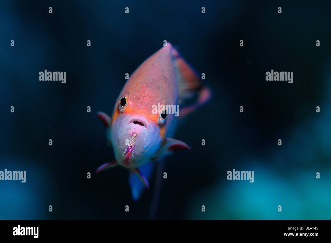 Anthias fish hi-res stock photography and images - Alamy