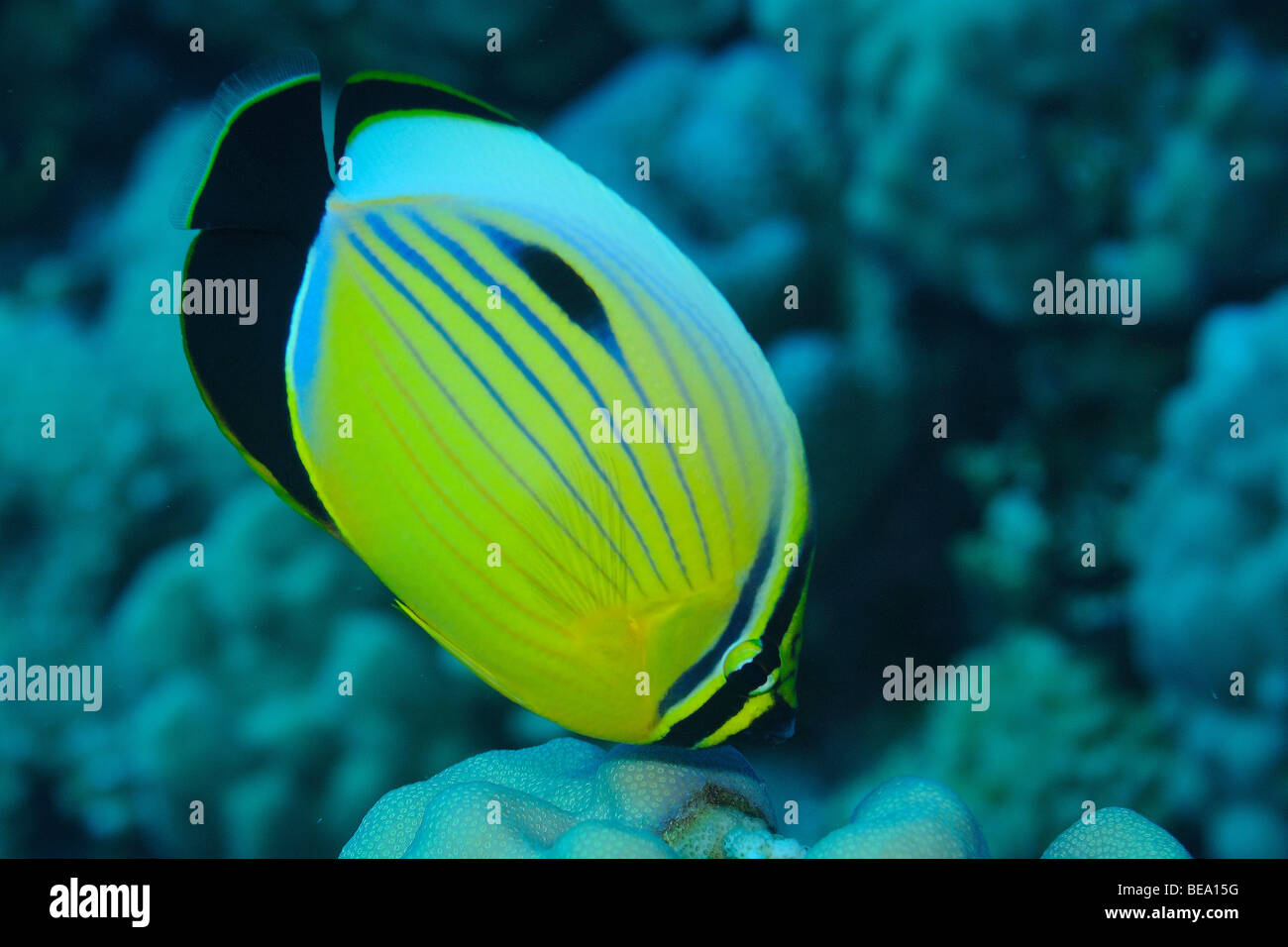 Exquisite butterflyfish over a reef in the Red Sea Stock Photo - Alamy