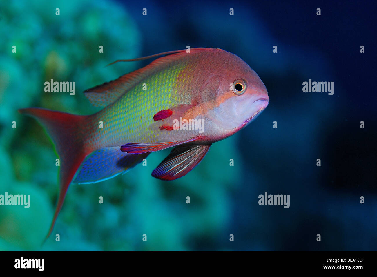Scalefin anthias fish, male, over a reef in the Red Sea Stock Photo - Alamy